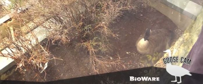 BioWare Goose Cam Debuts