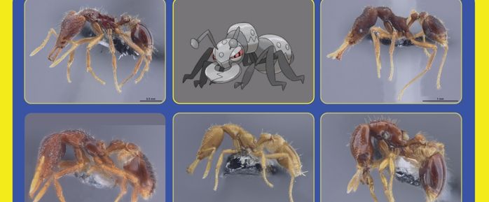 Scientists Polling Pokémon Fans for Newly Discovered Ant Species Names