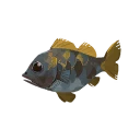 Palia DB | Bahari Bass | Hardcore Gamer