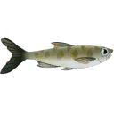 Palia DB | Mottled Gobi | Hardcore Gamer