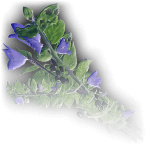 All Food & Drink In Baldur's Gate 3