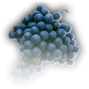 All Food & Drink In Baldur's Gate 3