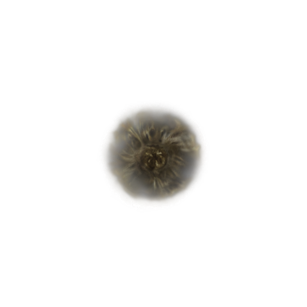 All Runes | Elden Ring