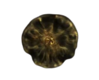 Shadow Realm Rune [2] | Elden Ring | Hardcore Gamer