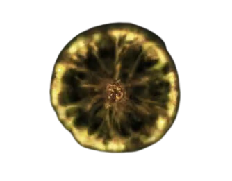 Shadow Realm Rune [7] | Elden Ring | Hardcore Gamer