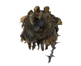 Shadow Sunflower | Elden Ring | Hardcore Gamer